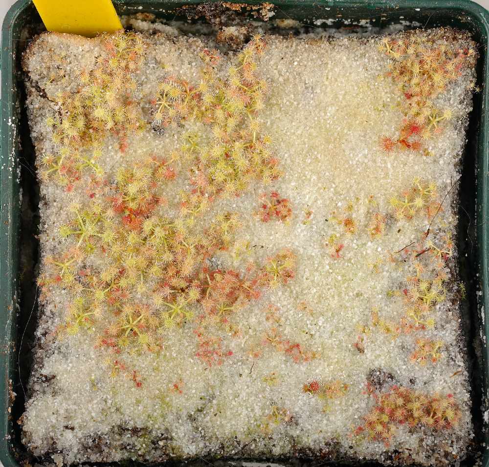 evolution of tuberous drosera seedlings - FlyTrapCare Forums