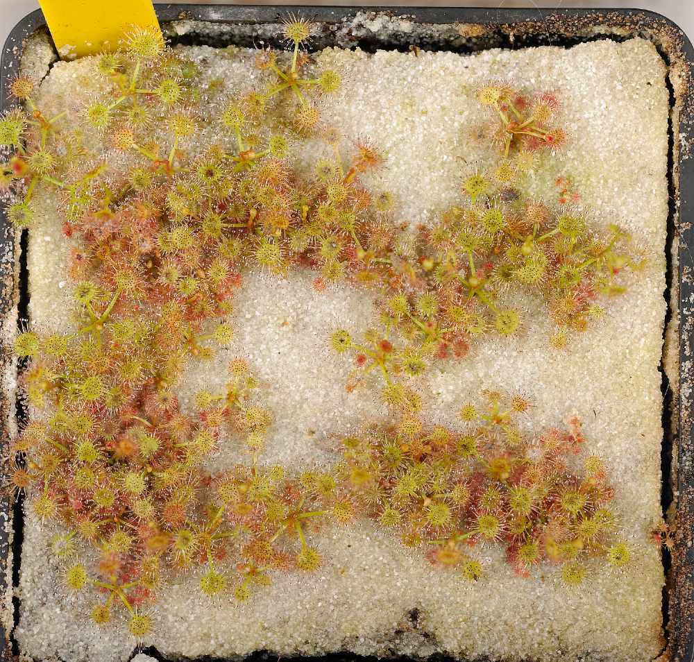 evolution of tuberous drosera seedlings - FlyTrapCare Forums