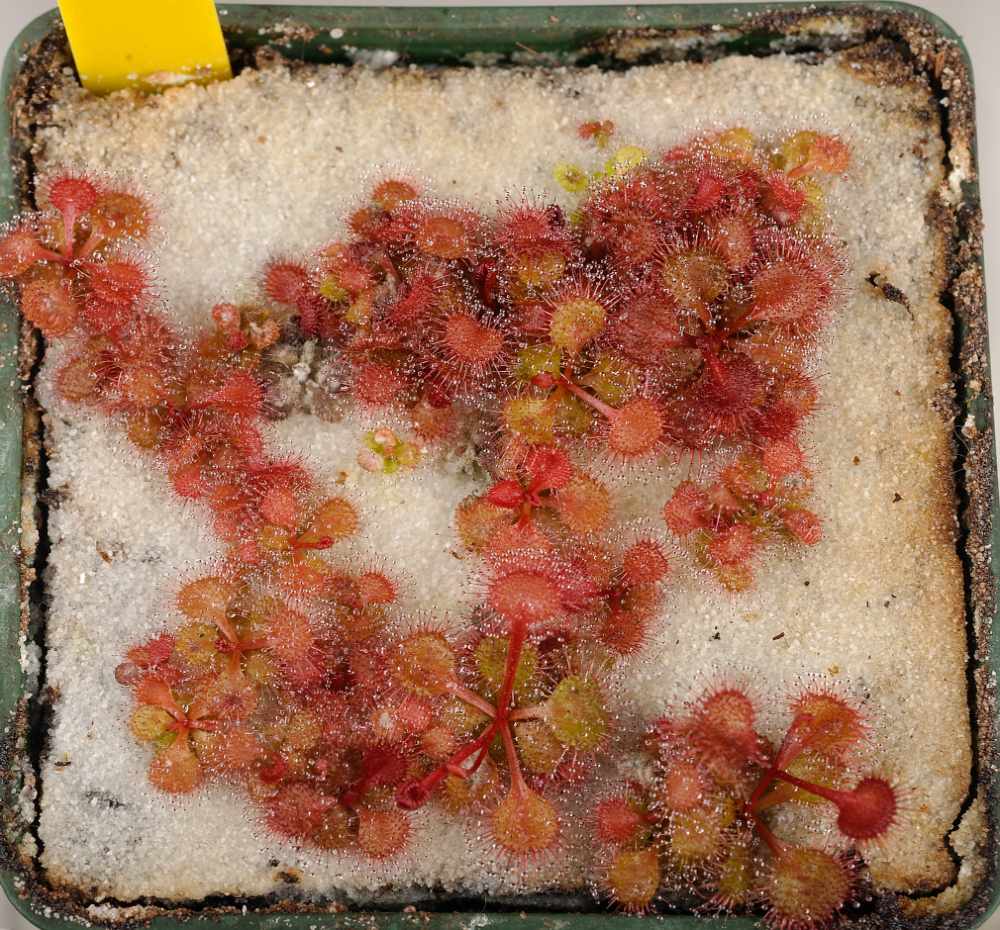 evolution of tuberous drosera seedlings - FlyTrapCare Forums