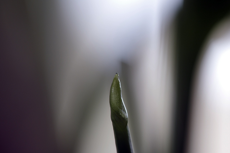 Macro - PentaxForums.com