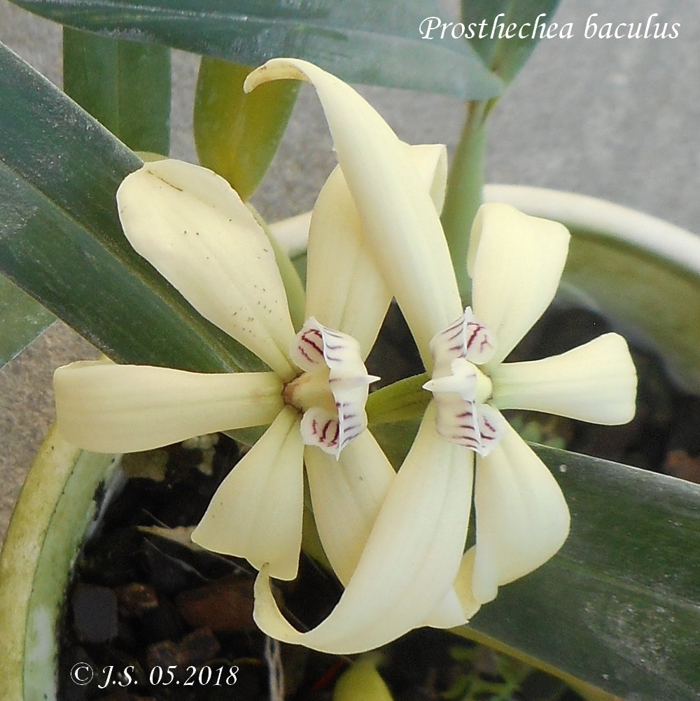 Prosthechea baculus