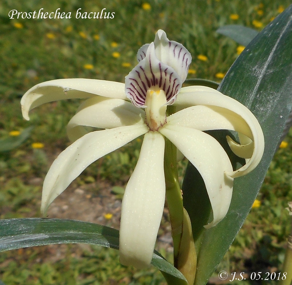 Prosthechea baculus