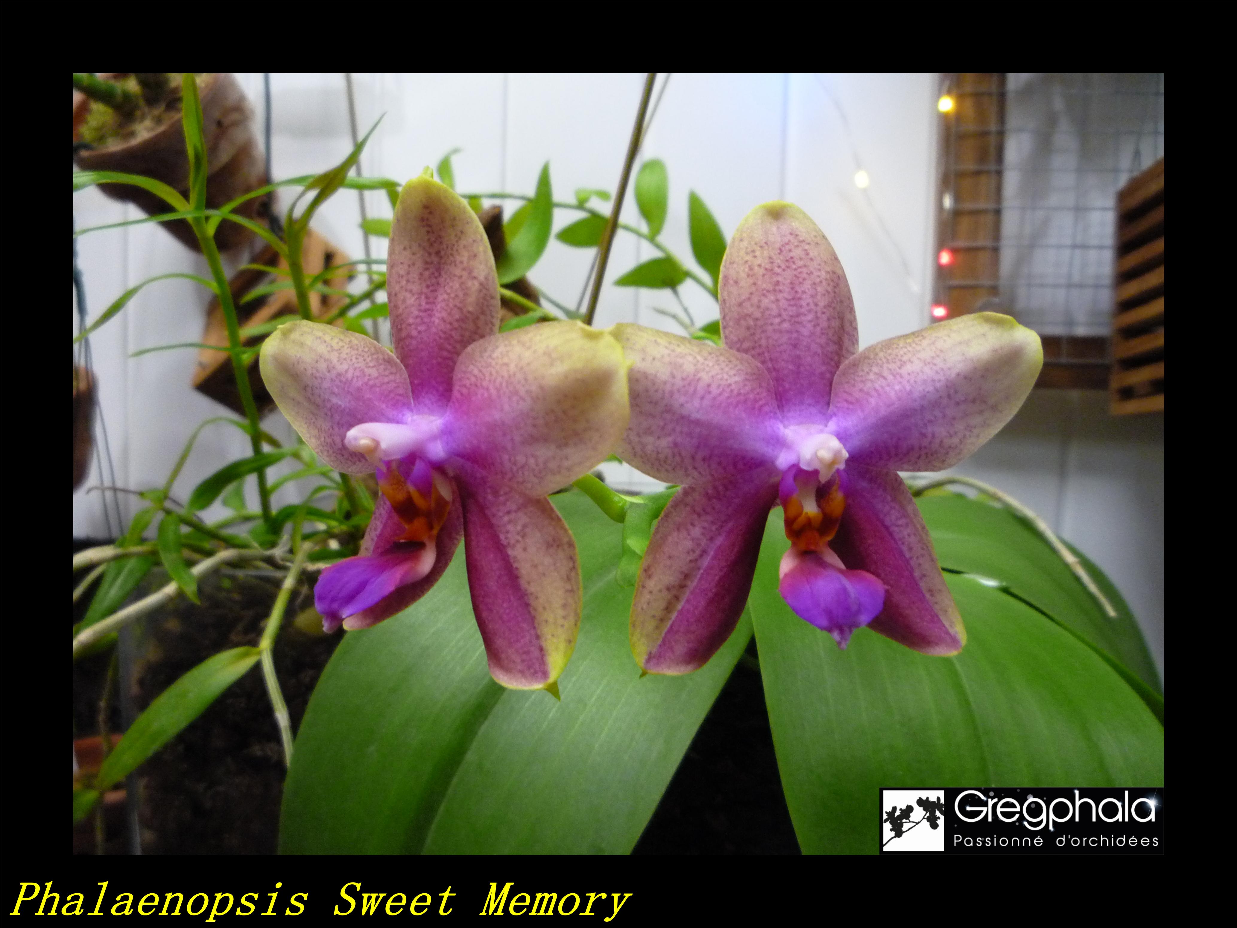 Phalaenopsis Sweet Memory