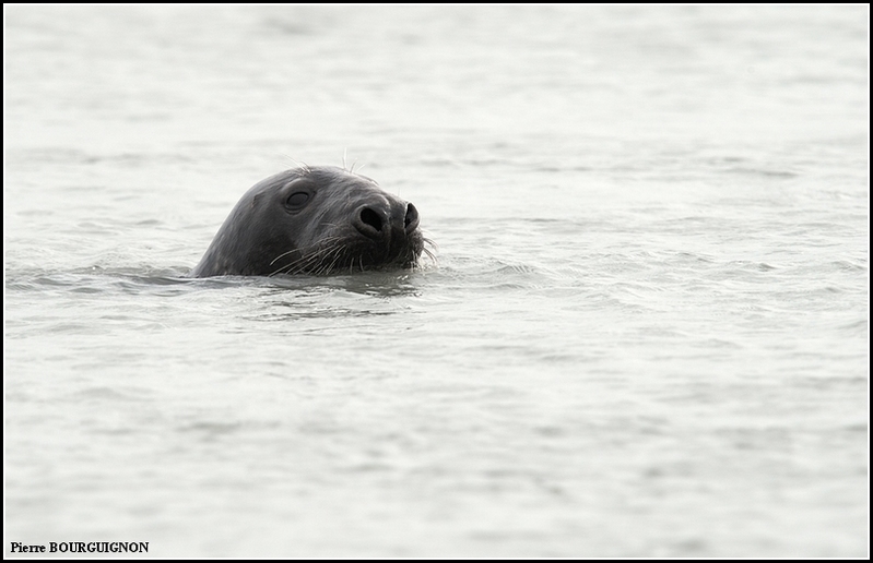 Phoque gris (Halichoerus grypus) par Pierre BOURGUIGNON, photographe ...