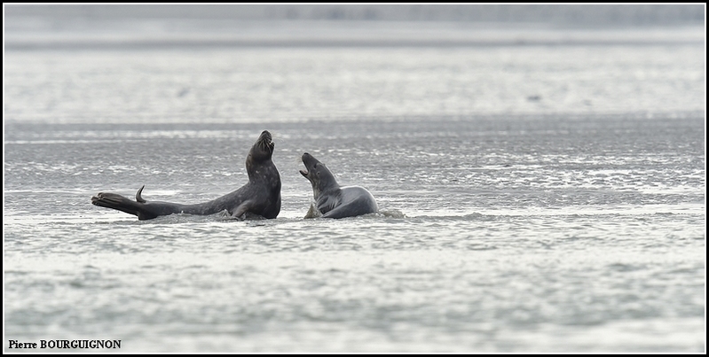 Phoque gris (Halichoerus grypus) par Pierre BOURGUIGNON, photographe ...