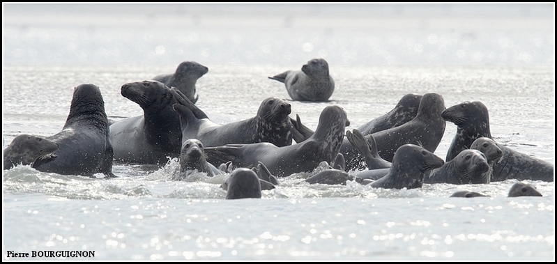 Phoque gris (Halichoerus grypus) par Pierre BOURGUIGNON, photographe ...