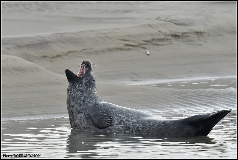 Phoque gris (Halichoerus grypus) par Pierre BOURGUIGNON, photographe ...