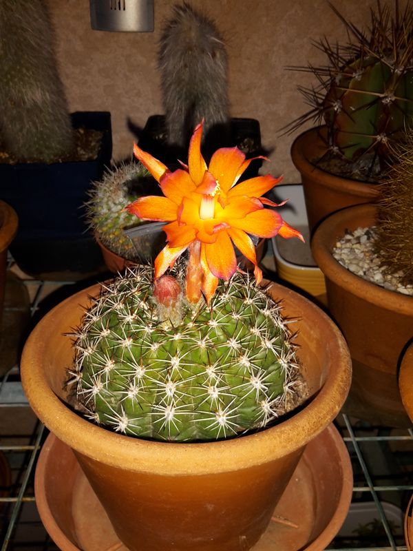 Matucana intertexta syn Submatucana intertexta, Borzicactus intertextus