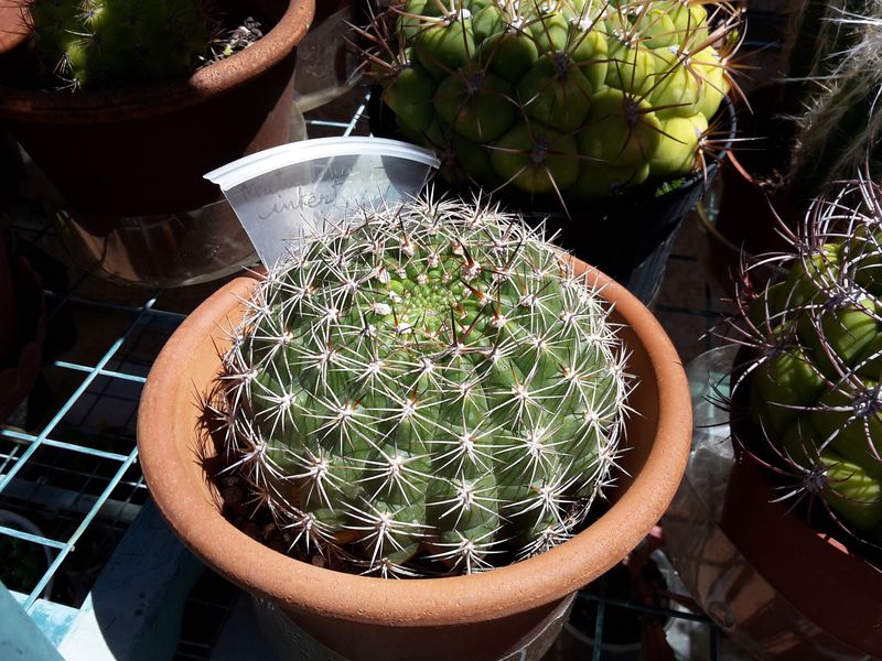 Matucana intertexta syn Submatucana intertexta, Borzicactus intertextus