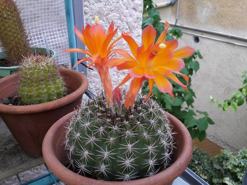 Matucana intertexta syn Submatucana intertexta, Borzicactus intertextus