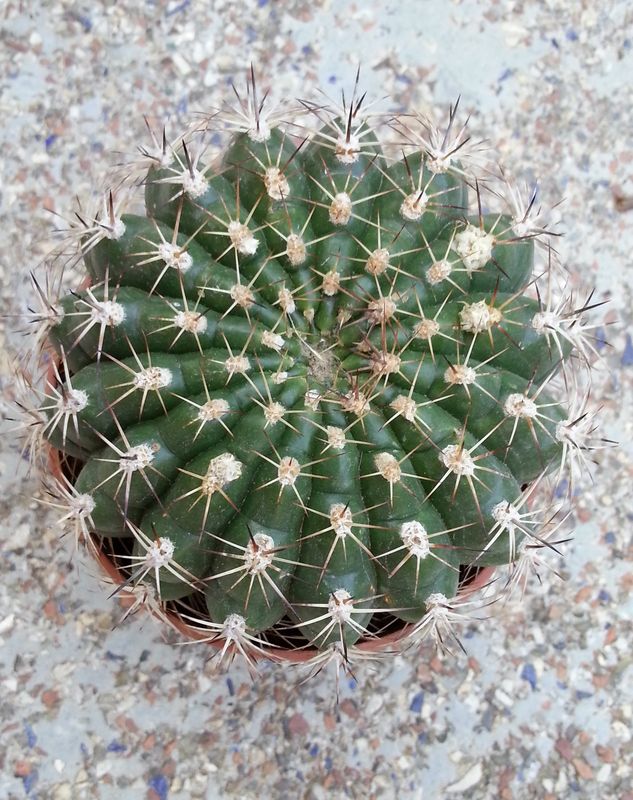 Matucana intertexta syn Submatucana intertexta, Borzicactus intertextus