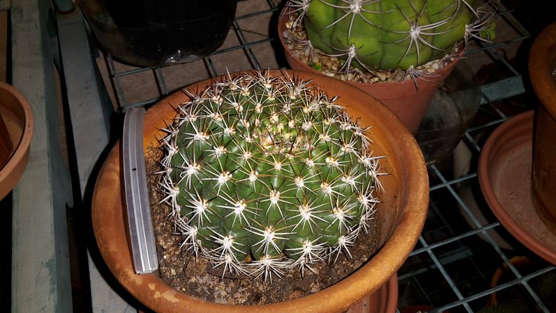 Matucana intertexta syn Submatucana intertexta, Borzicactus intertextus