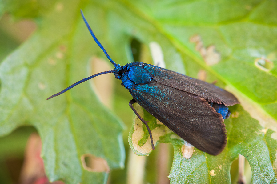 [Rhagades pruni] Les différents stades du Procris du prunellier