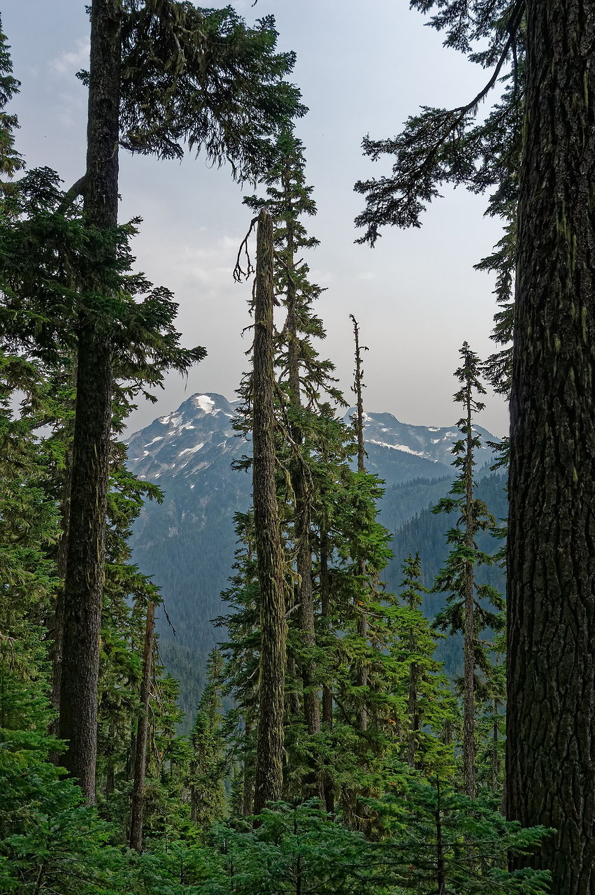 Washington State and Oregon