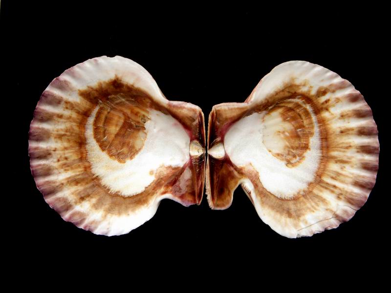 Mimachlamys townsendi (Sowerby III, 1895)