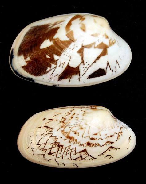 Tapes literatus (Linnaeus, 1758)