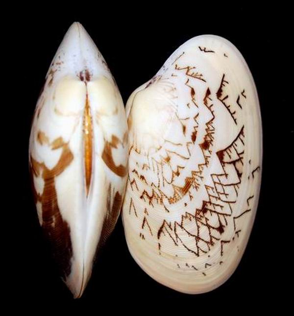 Tapes literatus (Linnaeus, 1758)