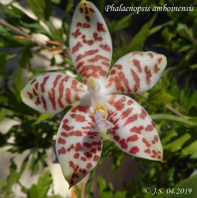 Phalaenopsis amboinensis