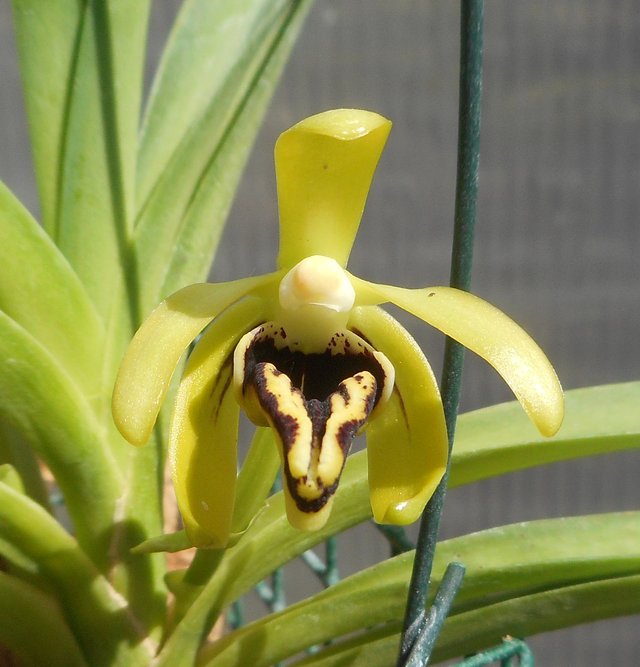 Vanda javierae ? Mon oeil