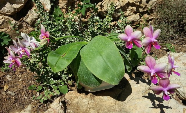Phalaenopsis Sweet Memory 'Liodoro'