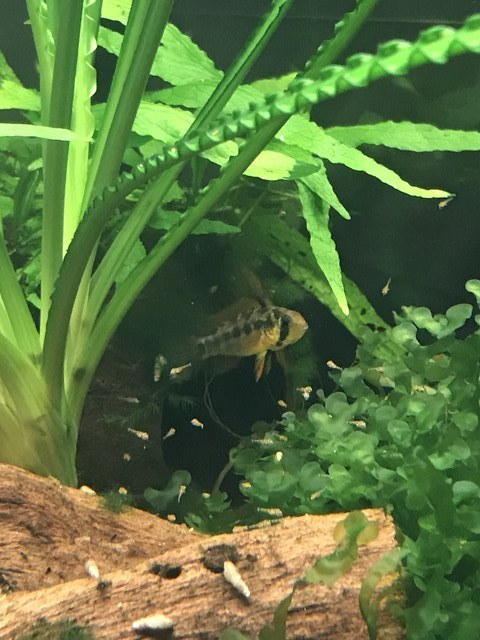 Repro Apistogramma sp vielfleck