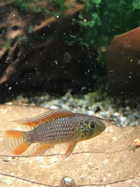 Repro Apistogramma sp vielfleck