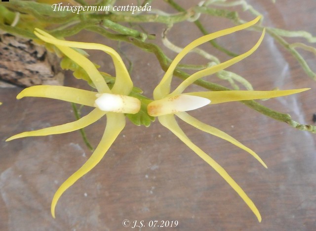 Thrixspermum centipeda