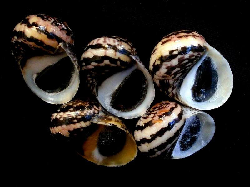 Neritodryas cornea (Linnaeus, 1758)