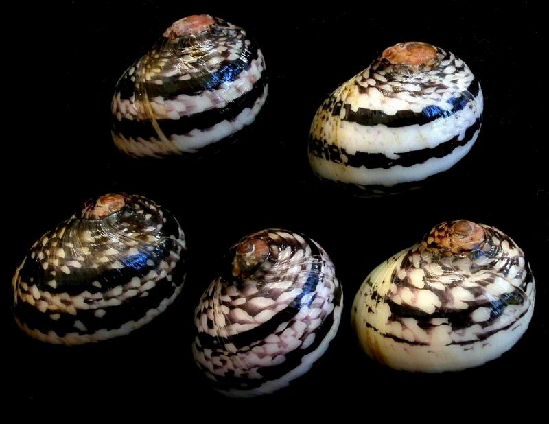 Neritodryas cornea (Linnaeus, 1758)