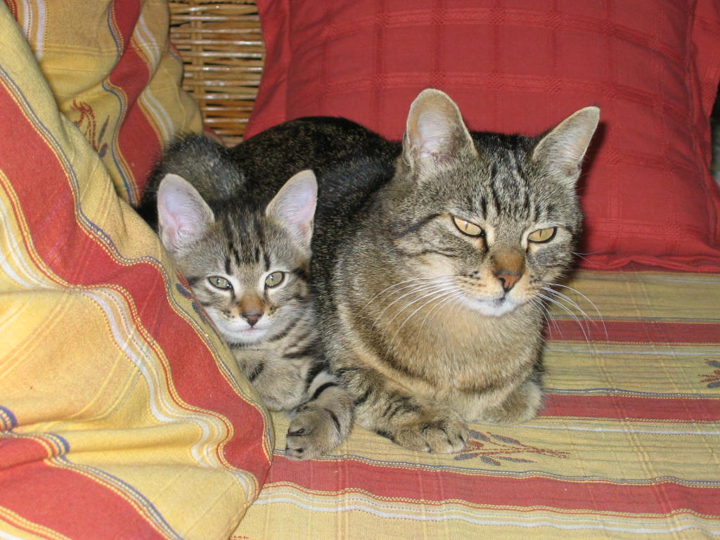 Any cat lovers here? | Page 294 | Audiokarma Home Audio Stereo ...