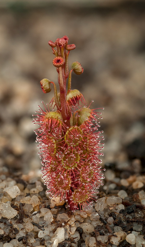 Some tuberous drosera - Carnivorous Plants in Cultivation - Carnivorous ...