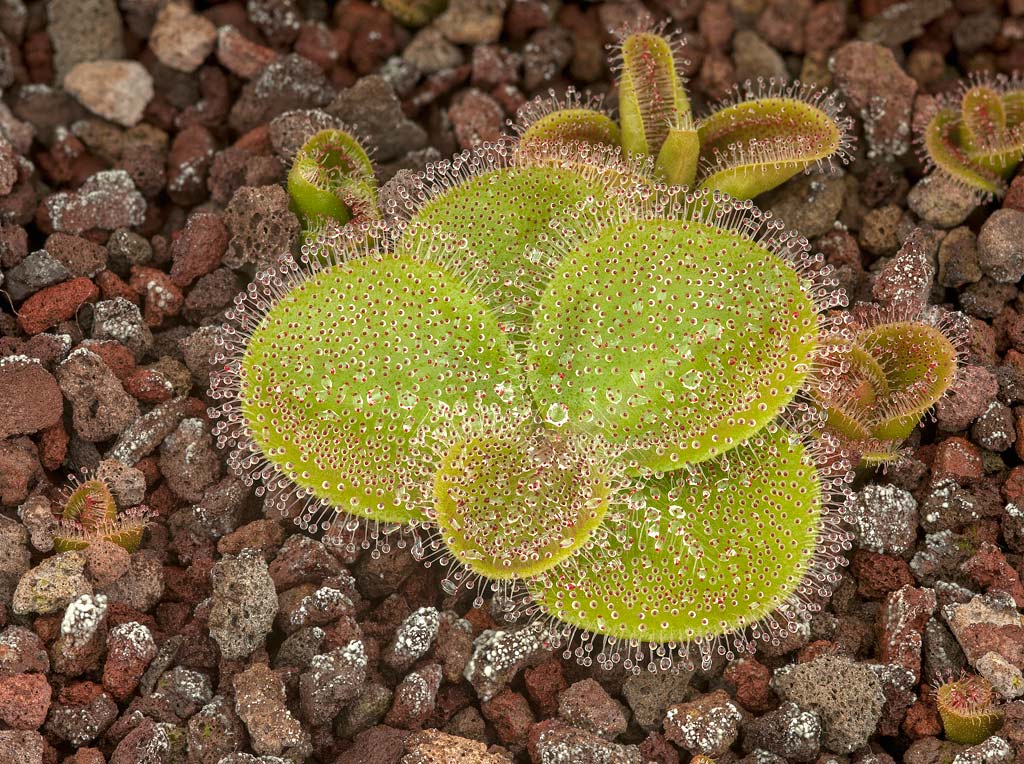 Some tuberous drosera - Carnivorous Plants in Cultivation - Carnivorous ...
