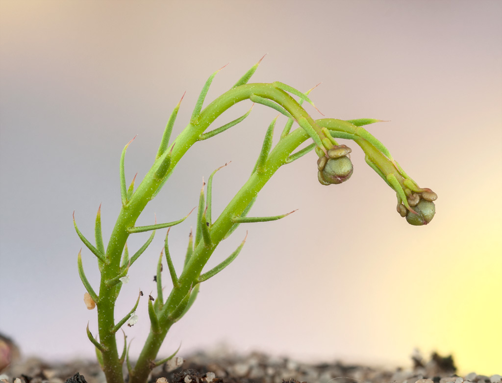 Some tuberous drosera - Carnivorous Plants in Cultivation - Carnivorous ...