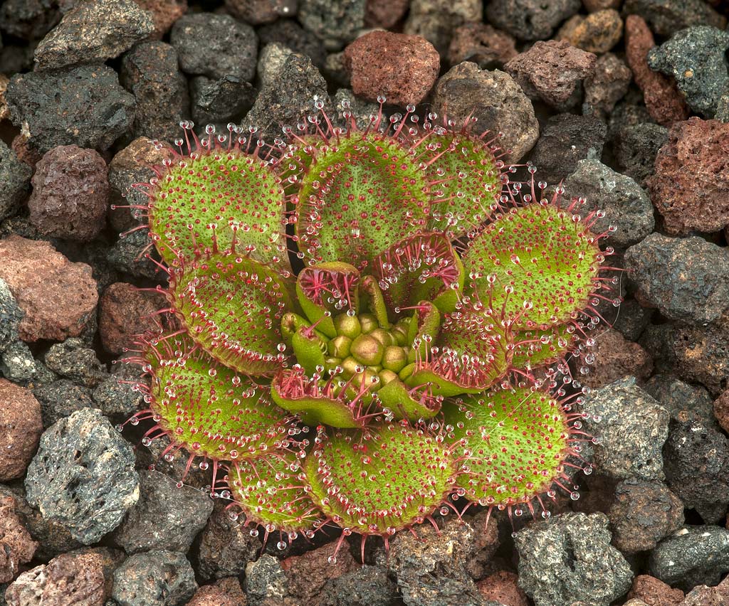 Some tuberous drosera - Carnivorous Plants in Cultivation - Carnivorous ...