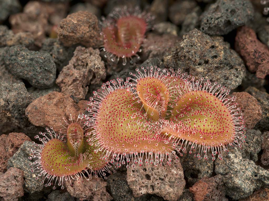 Some tuberous drosera - Carnivorous Plants in Cultivation - Carnivorous ...