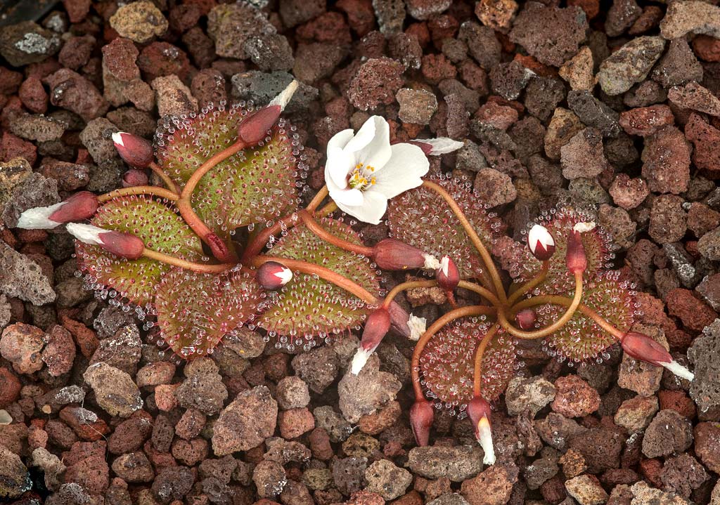 Some tuberous drosera - Carnivorous Plants in Cultivation - Carnivorous ...