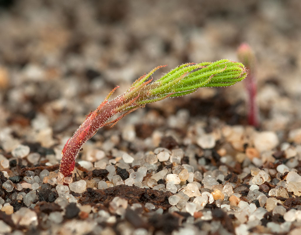 Some tuberous drosera - Carnivorous Plants in Cultivation - Carnivorous ...