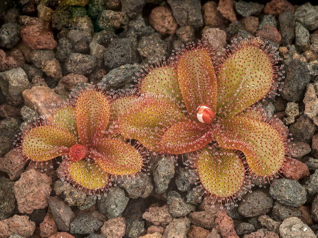 Some tuberous drosera - Carnivorous Plants in Cultivation - Carnivorous ...
