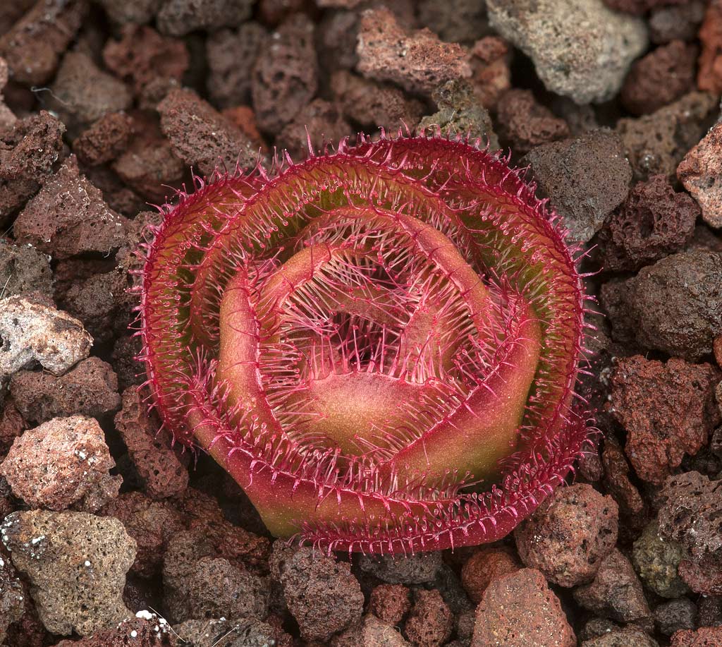 Some tuberous drosera - Carnivorous Plants in Cultivation - Carnivorous ...