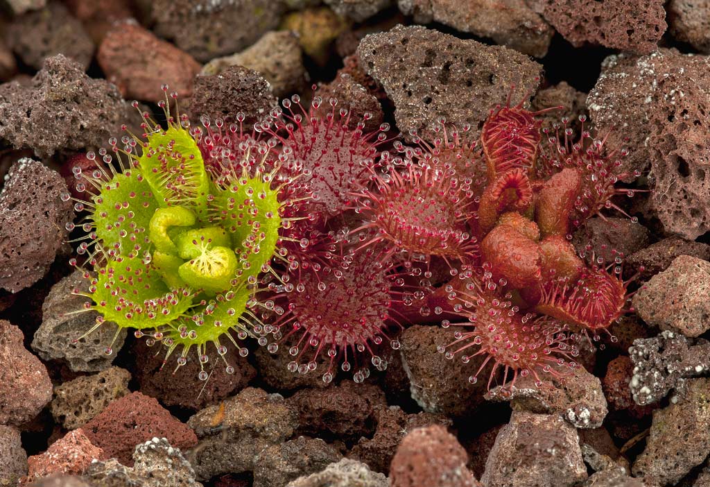 Some tuberous drosera - Carnivorous Plants in Cultivation - Carnivorous ...