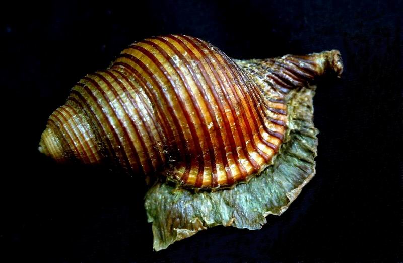 Cymatiidae Gelagna succincta (Linnaeus, 1771)