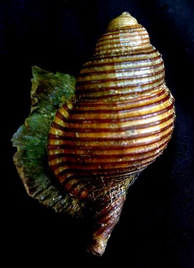 Cymatiidae Gelagna succincta (Linnaeus, 1771)