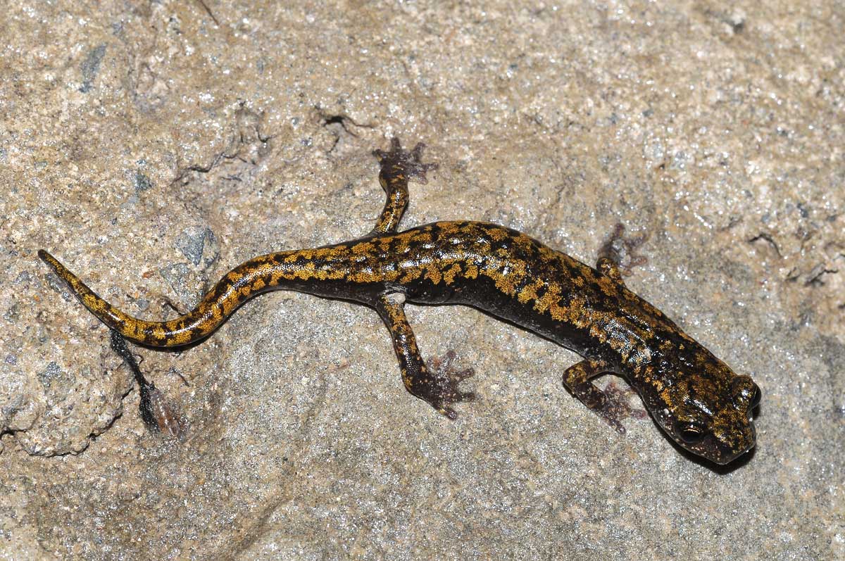 a rare urodele - Natur - Gesellschaft für Fleischfressende Pflanzen e.V.