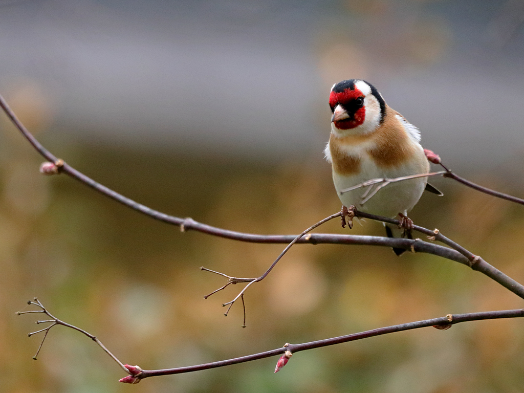 Sigma AF 150-600/5,0-6,3 DG HSM OS Chardonneret Elegant dans mon jardin