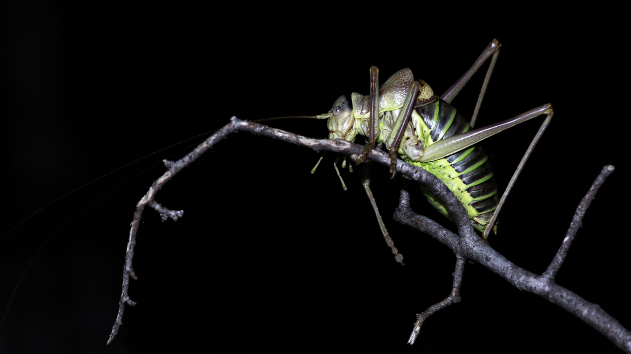Ephippiger diurnus diurnus-20160819-004-Mespel(Tarn)_cr.jpg - Casimages.com