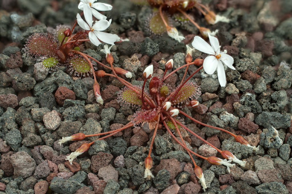 tuberous sundew, growth begins again - Drosera - Gesellschaft für ...