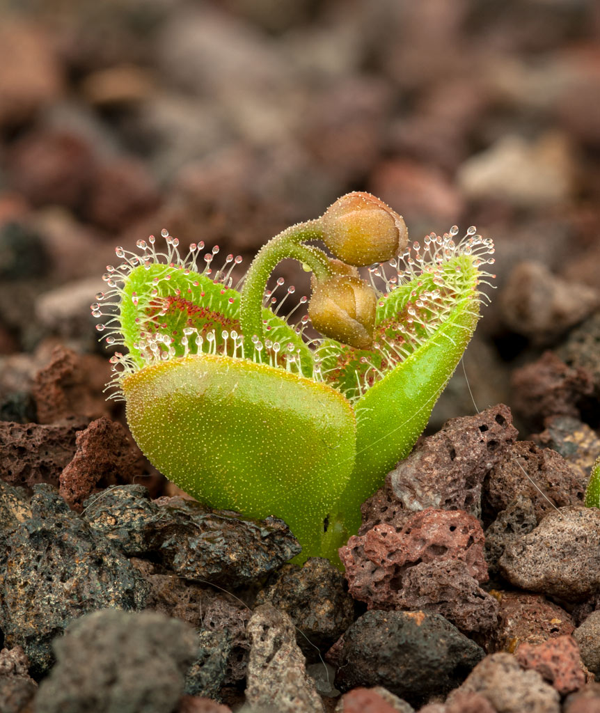 tuberous sundew, growth begins again - Drosera - Gesellschaft für ...