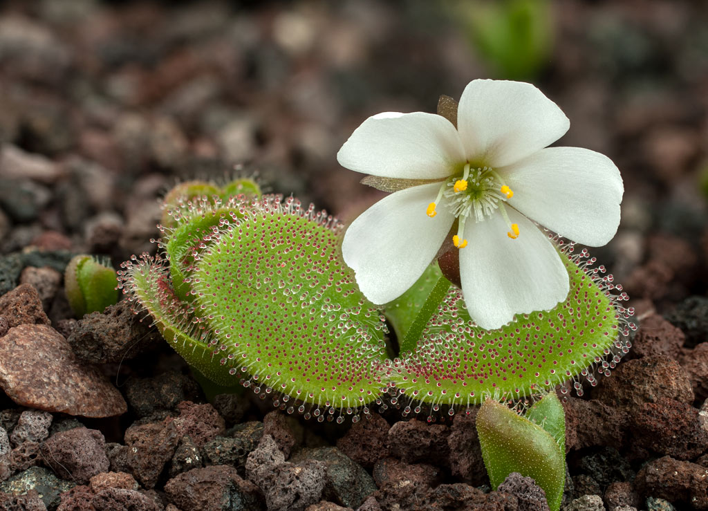 tuberous sundew, growth begins again - Drosera - Gesellschaft für ...