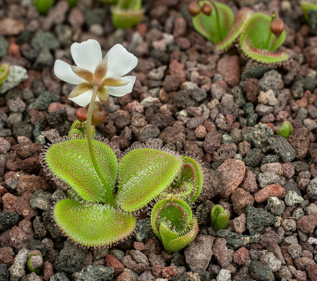 tuberous sundew, growth begins again - Drosera - Gesellschaft für ...