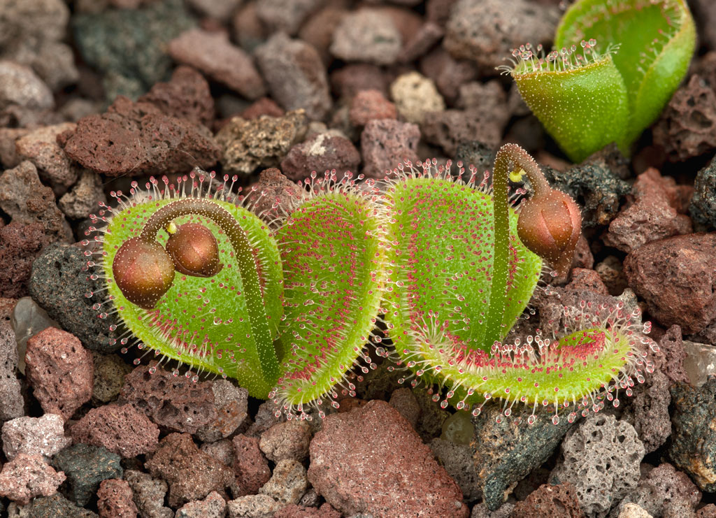 tuberous sundew, growth begins again - Drosera - Gesellschaft für ...